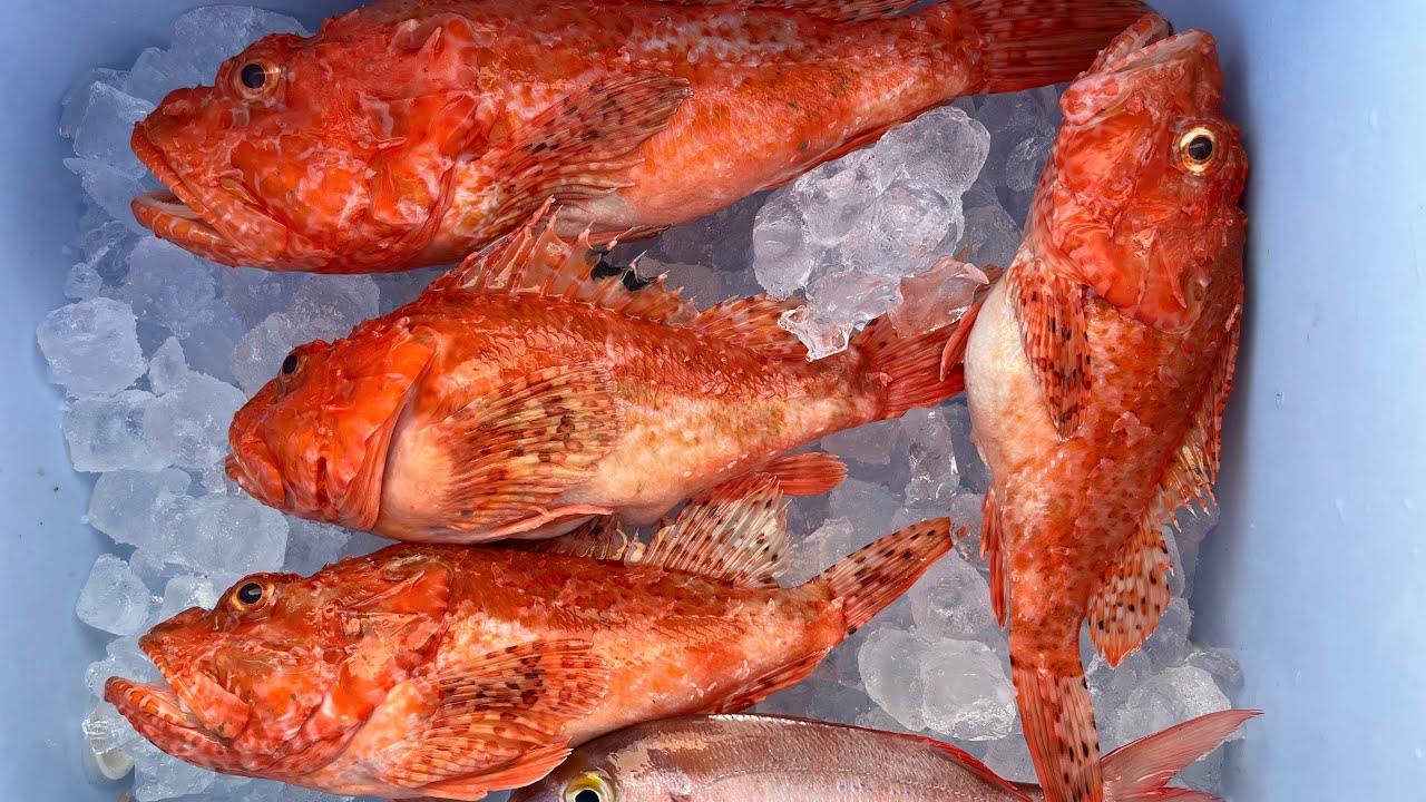 ŠKARPINA Fishing with INCHIKU and KABURA CROATIA - YouTube