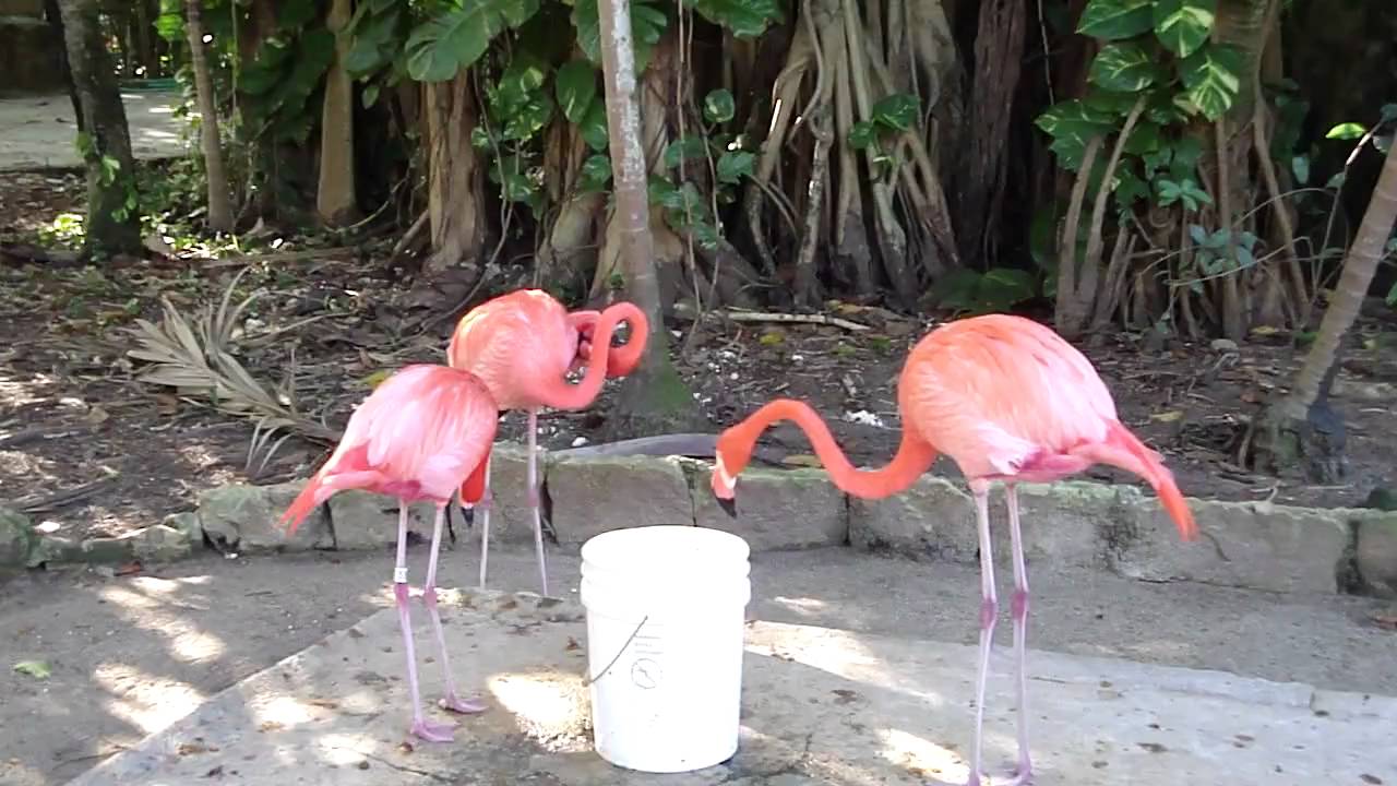 Flamingos Fighting - YouTube