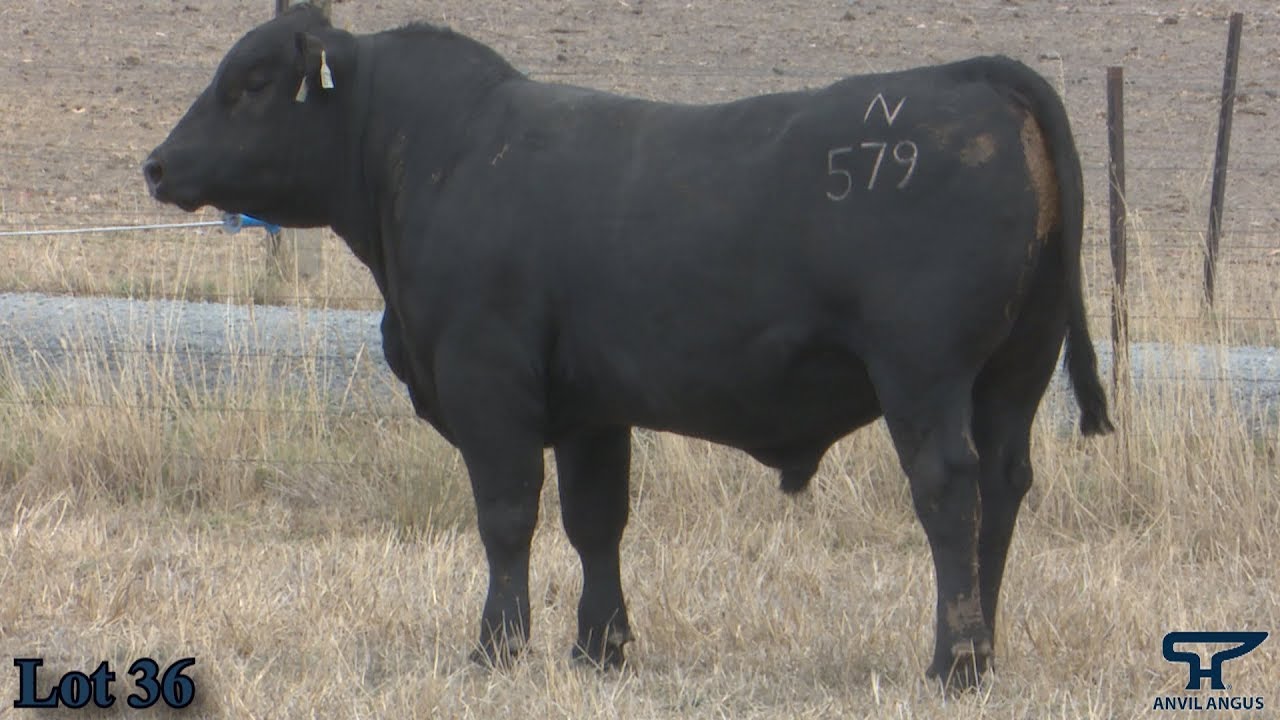 Lot 36 Anvil N579 - YouTube