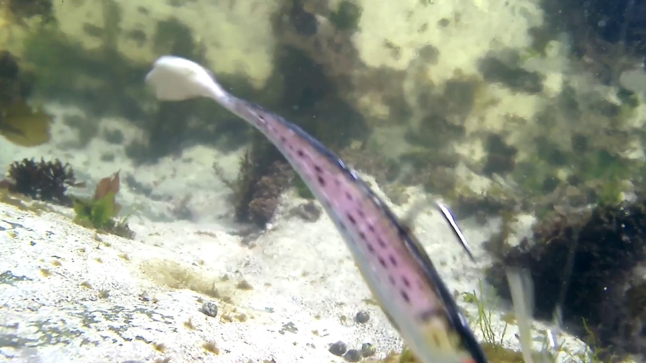 Daiwa Duck Fin Shad normal and slow motion swim action - YouTube