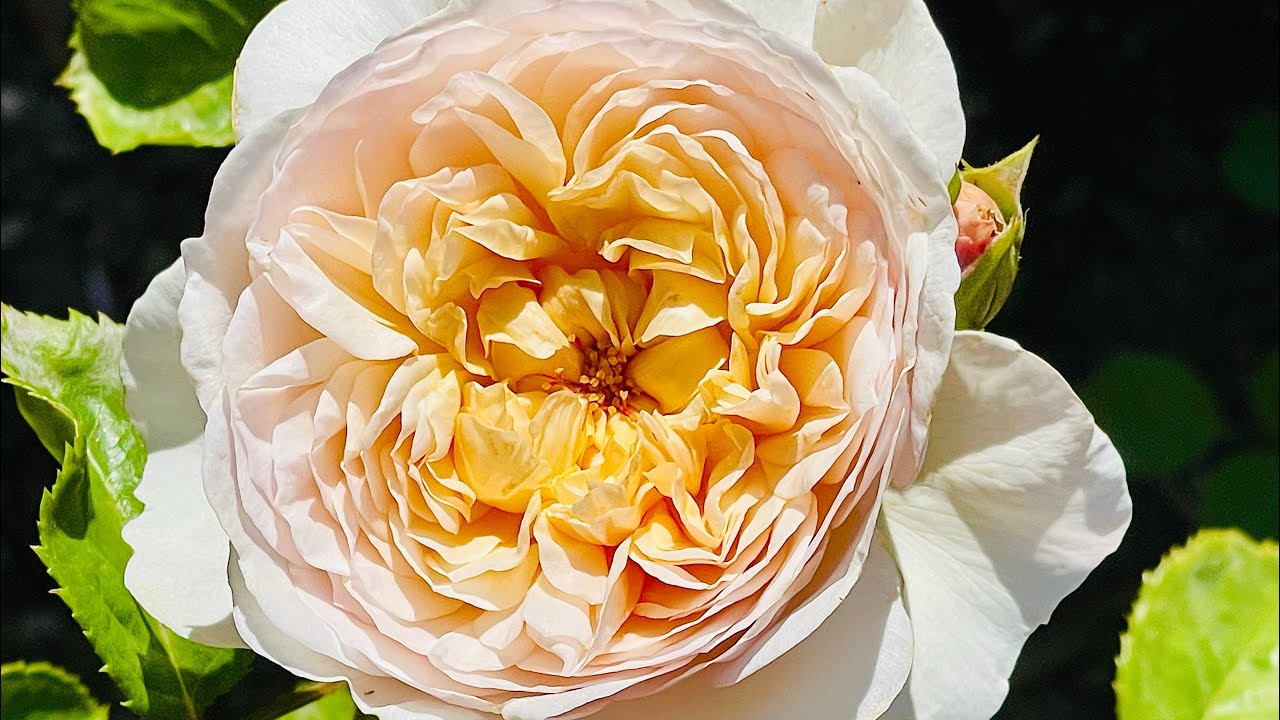 Emily Brontë Rose | Emily Brontë, A David Austin Rose growing here in ...