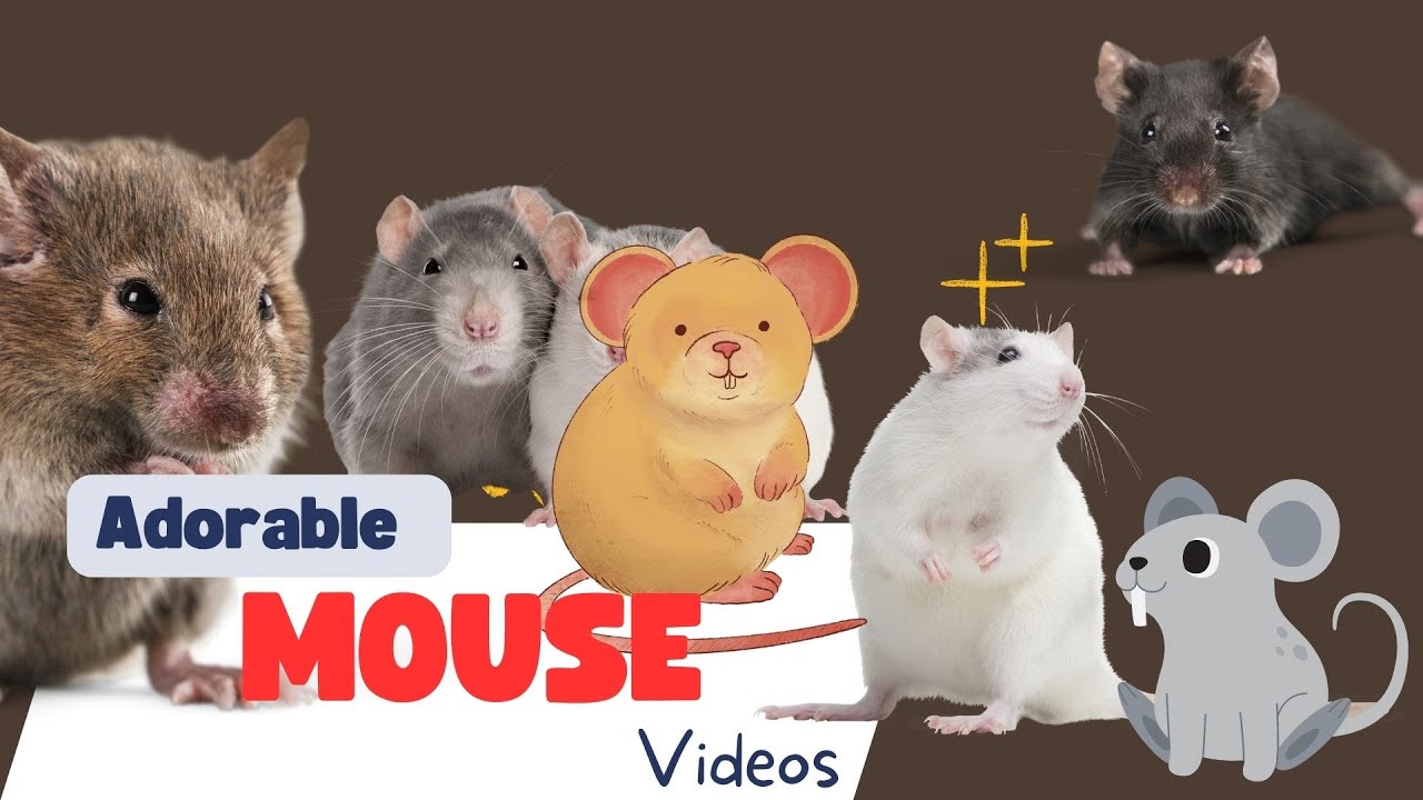 Adorable or Disgusting? Exploring the World of Rat Videos ...