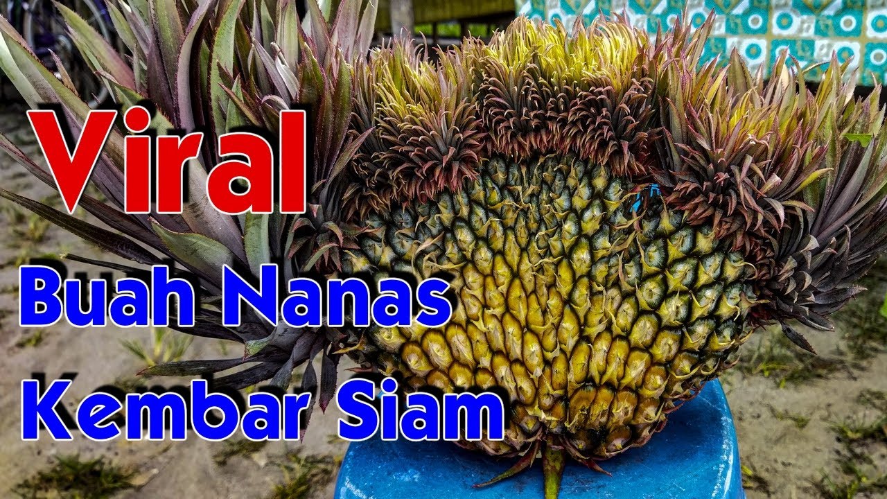 Siamese Twins Pineapple VIRAL - YouTube