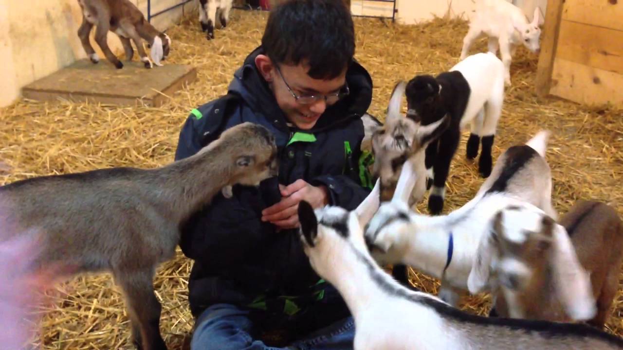 Baby goats - YouTube