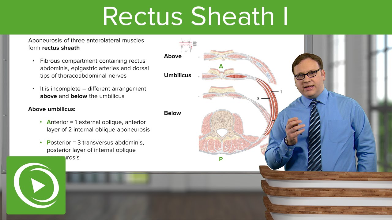Rectus Sheath I – Anatomy | Lecturio - YouTube