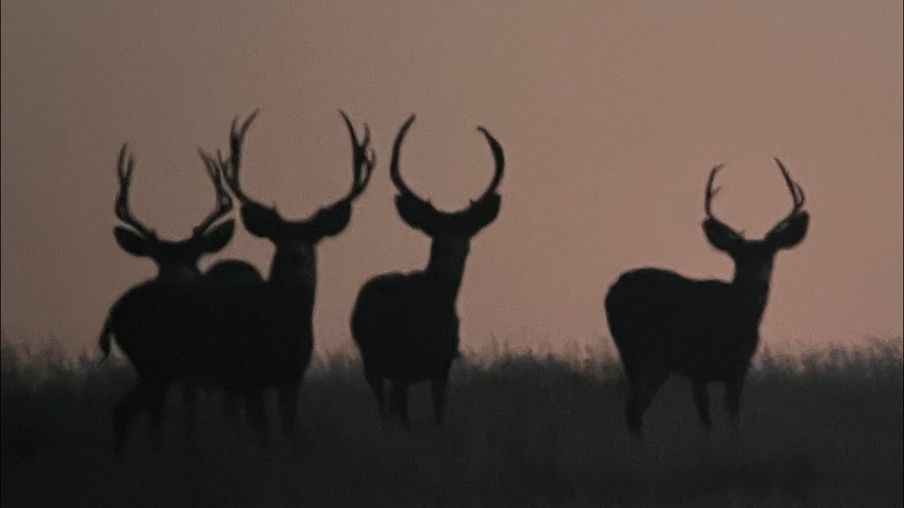 2023 Oregon mule deer hunts still available! - YouTube