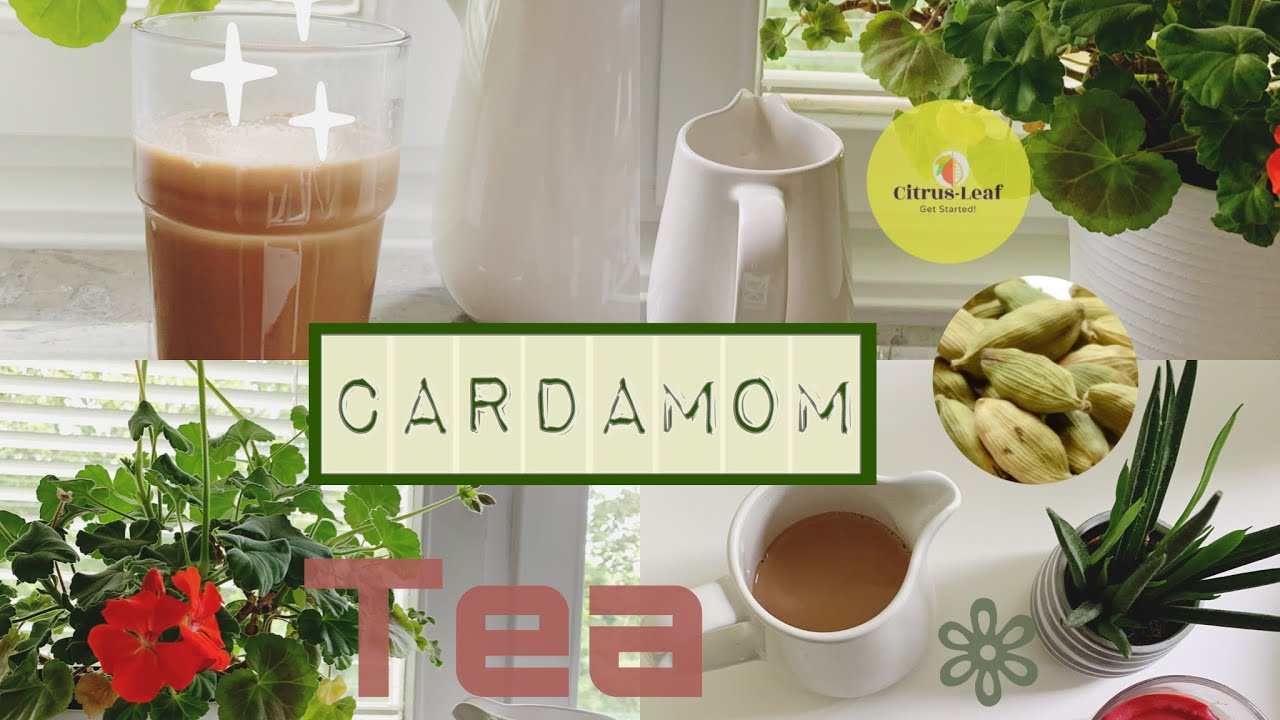 How to make Cardamom TEA ( Indian spiced Chai ) | CITRUS LEAF 🍋 - YouTube