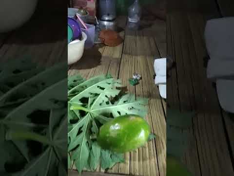 Ramuan ajaib untuk meningkatkan nafsu makan domba#shortsviral #peternakdomba #ramuanajaib#herbal