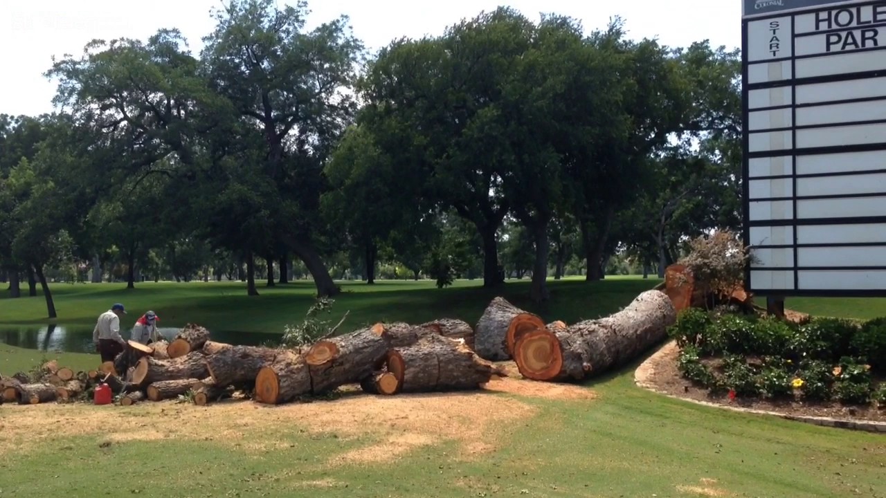 Iconic Colonial tree felled by storm - YouTube