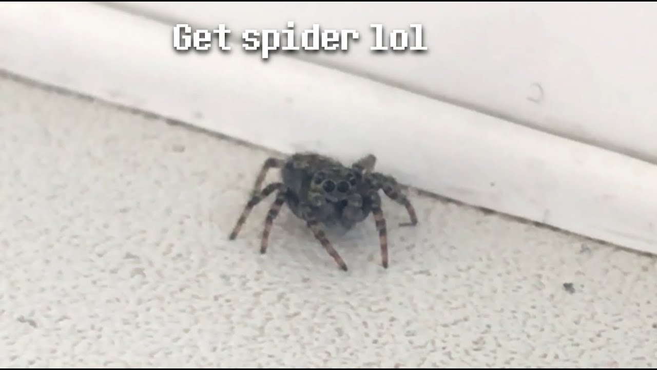 GET SPIDER LOL - YouTube