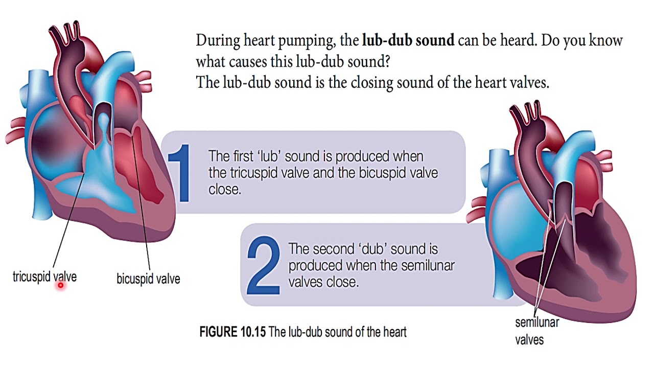 6. Chapter 10 (10.3 Mechanism of Heartbeat) - YouTube