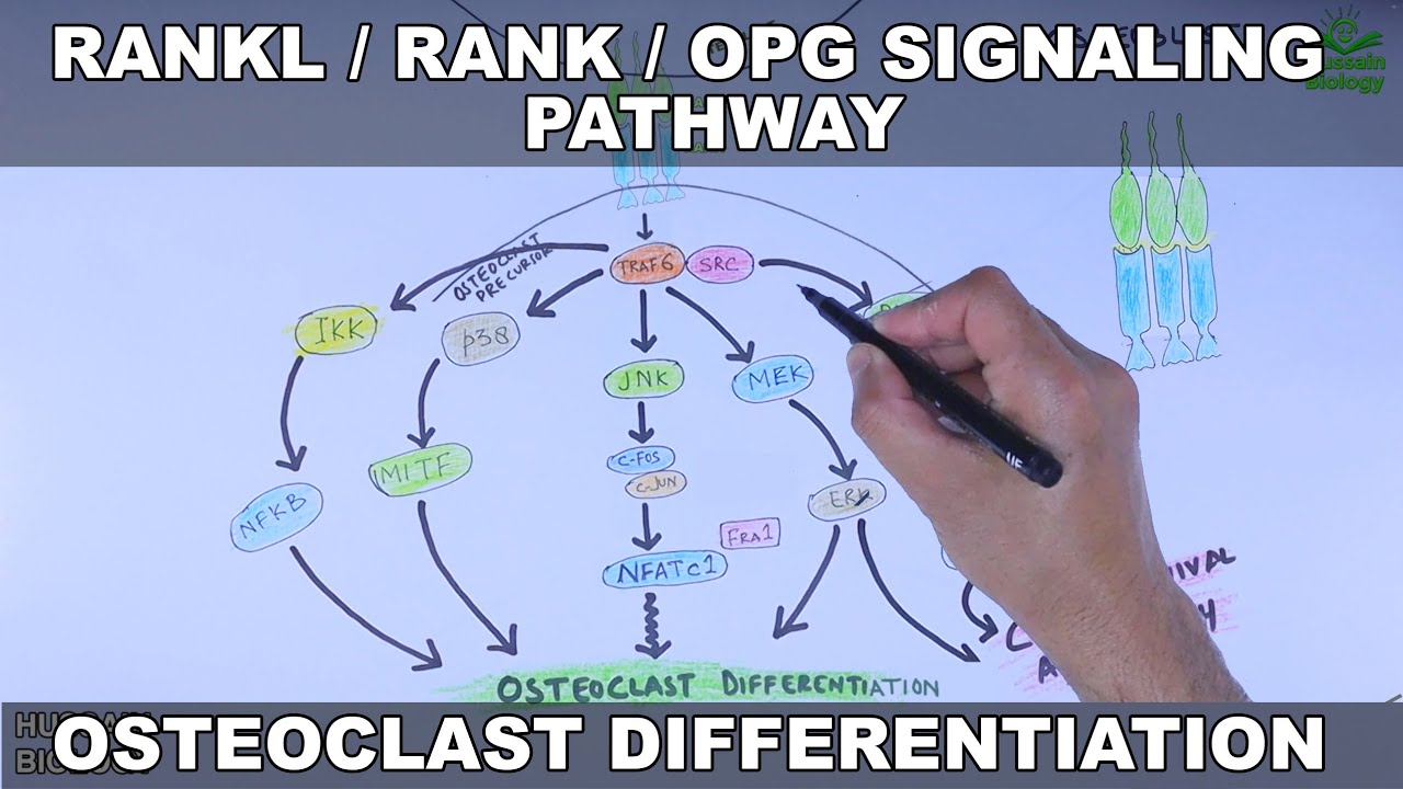 RANKL/RANK/OPG Signaling Pathway | Osteoclast Differentiation - YouTube