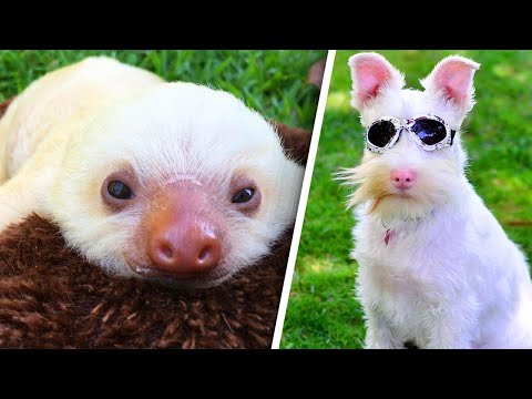 Extraordinary Albino Animals Are Defying the Odds