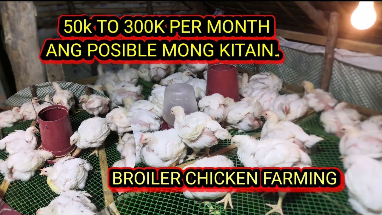 Negosyo na dapat mong Piliin BROILER CHICKEN FARMING pwede lang kumita ...
