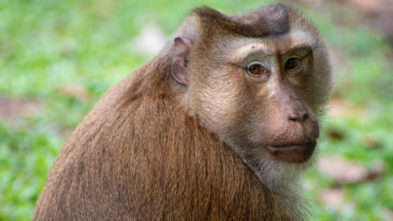 Macaque monkeys at Monkey hills Phuket , - YouTube