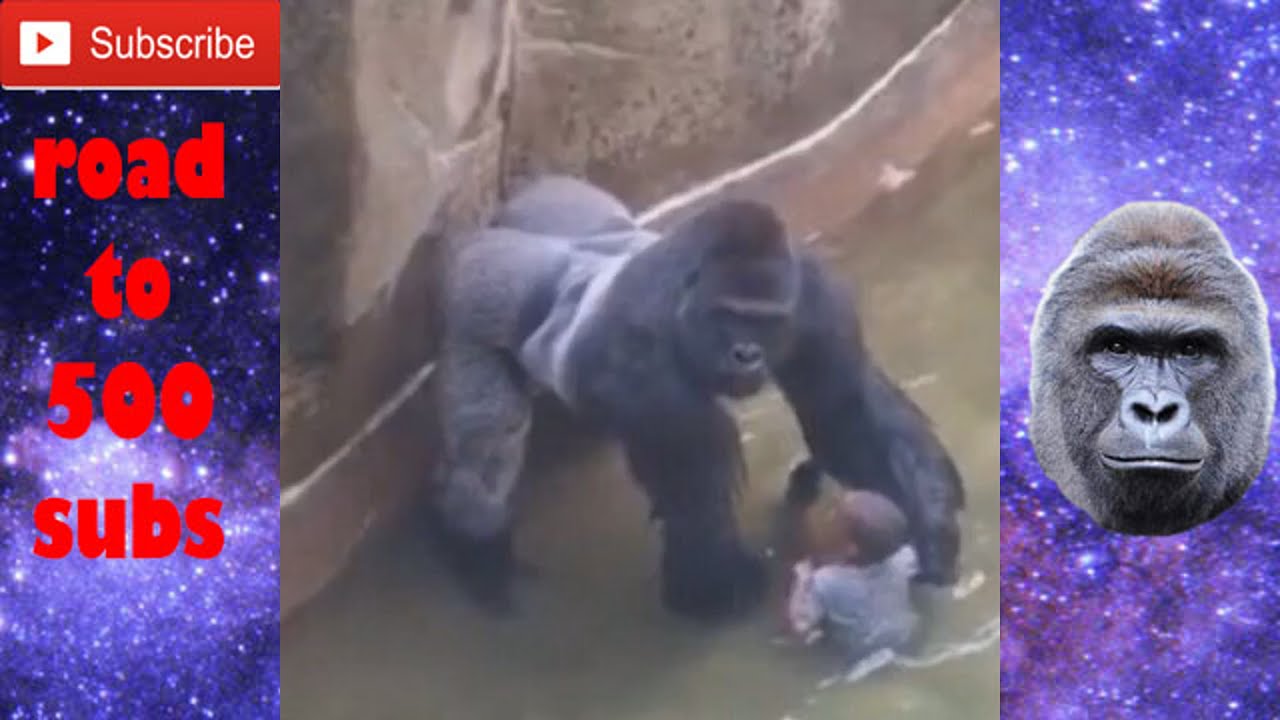 Harambe Vine compilation September 2016 - YouTube