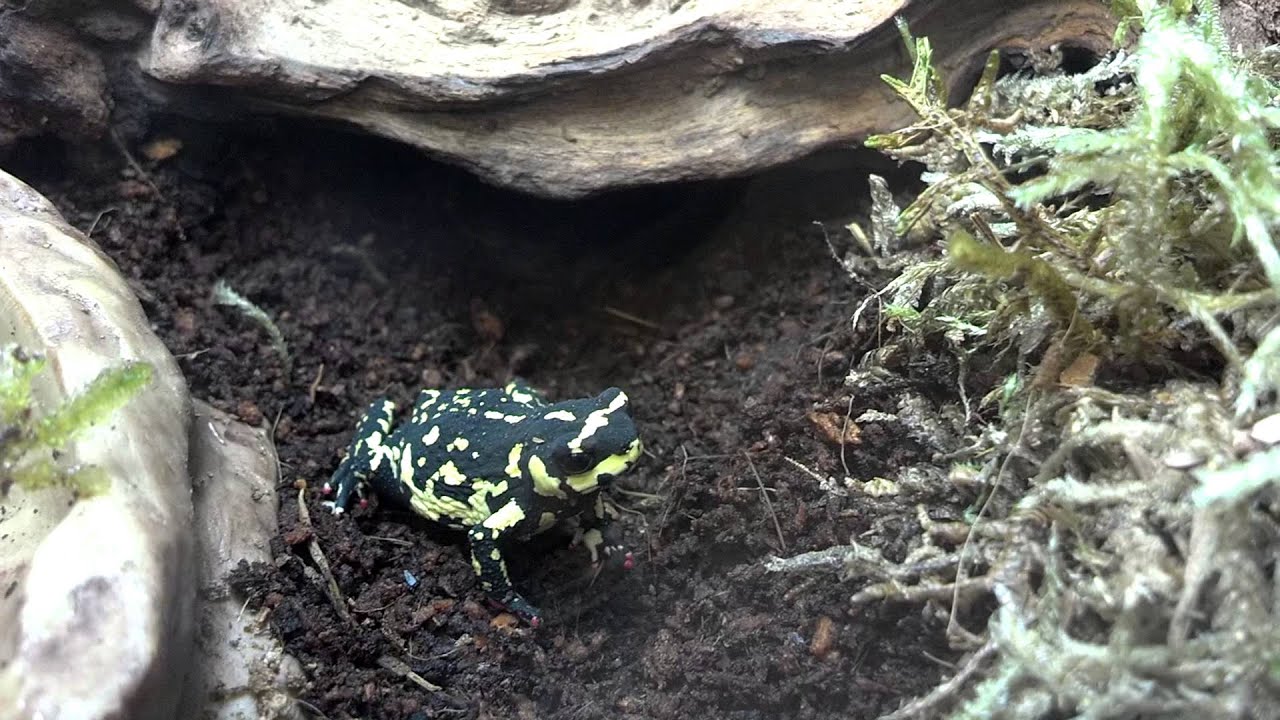 Bumble bee walking toad eating another - YouTube