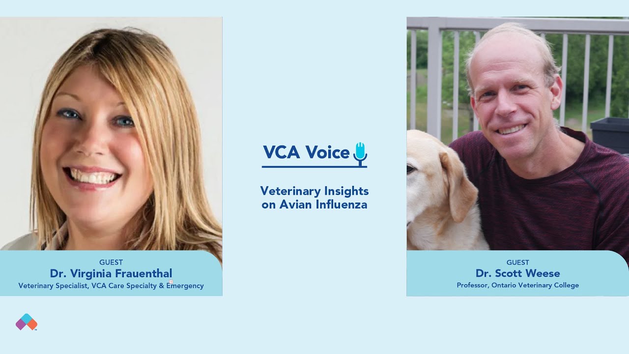 Veterinary Insights on Avian Influenza: Dr. Virginia Frauenthal and Dr ...