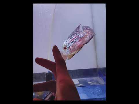 King kamfa F2, Flowerhorn F2 before and after 😱 - YouTube
