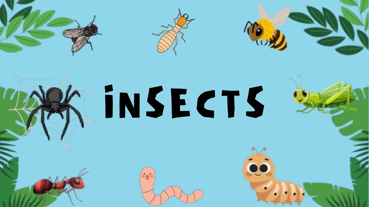 Insects and Bugs for Kids: Real-Life Videos and Cute Cartoons# ...