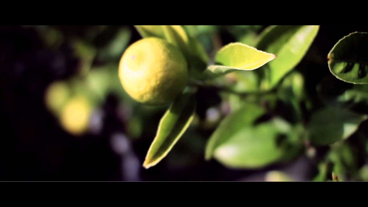 The Lemon Tree | A Film by Luke Lasley - YouTube