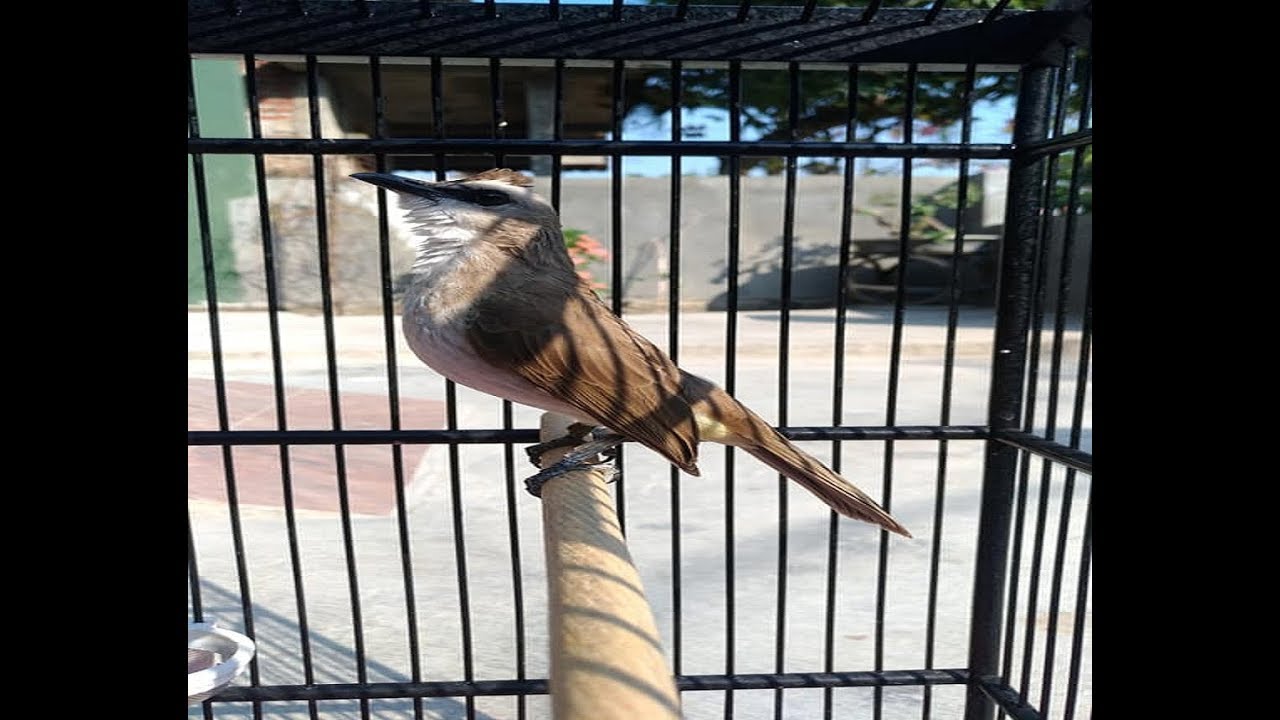 Burung Trucukan Juara Kontes 2018 - YouTube