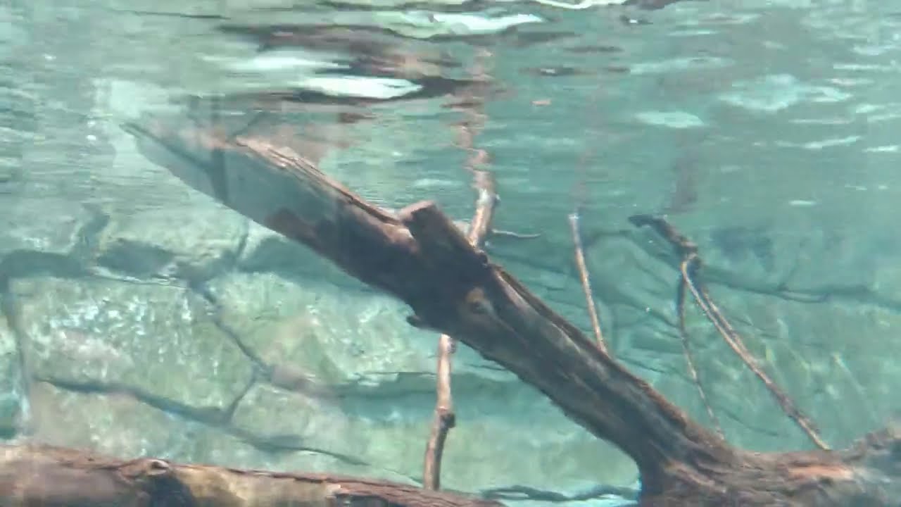 Otters at the Salt Lake City, Utah aquarium. - YouTube