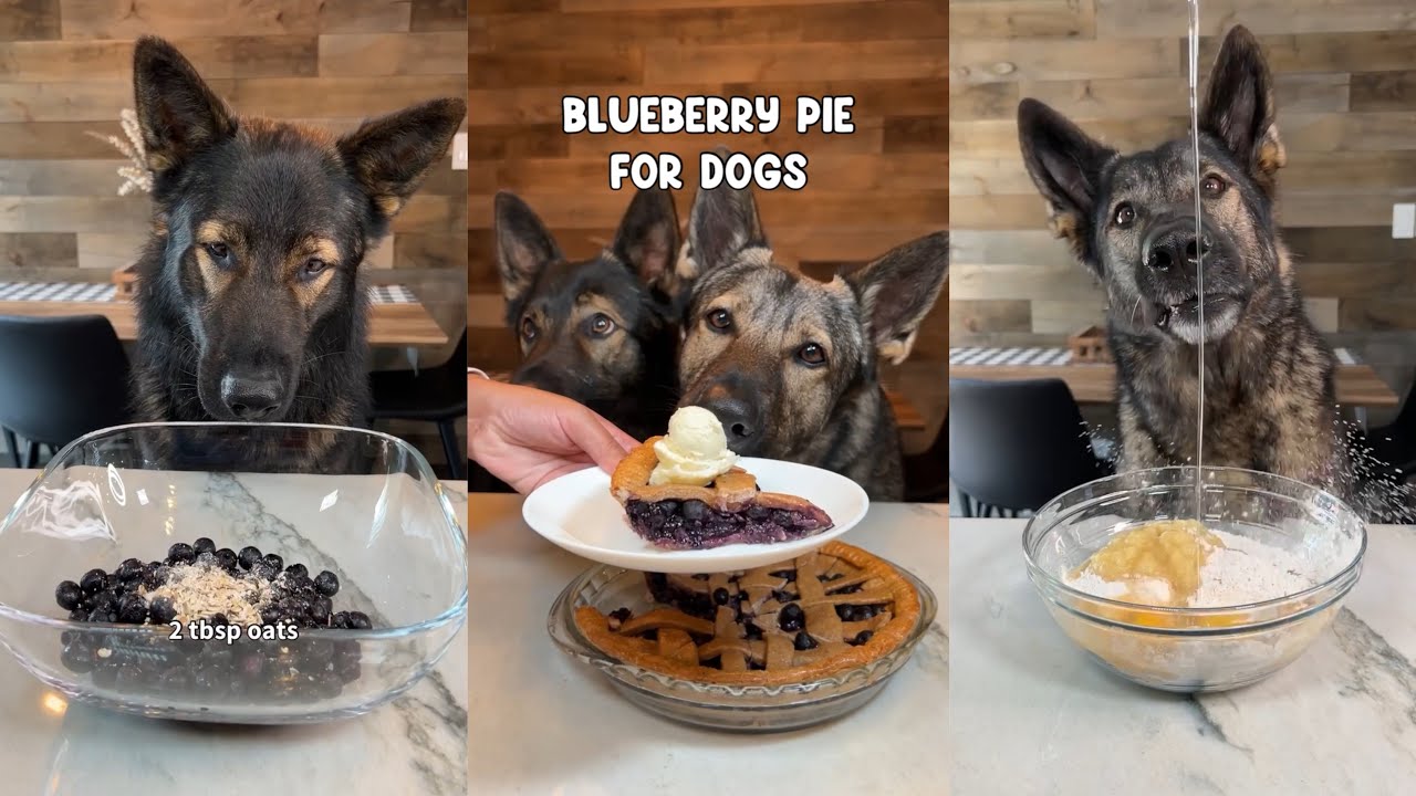 Blueberry Pie For Dogs Recipe - YouTube