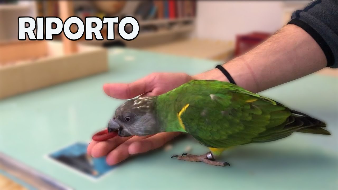 COME INSEGNARE al vostro PAPPAGALLO a RIPORTARE un OGGETTO// Tutorial ...