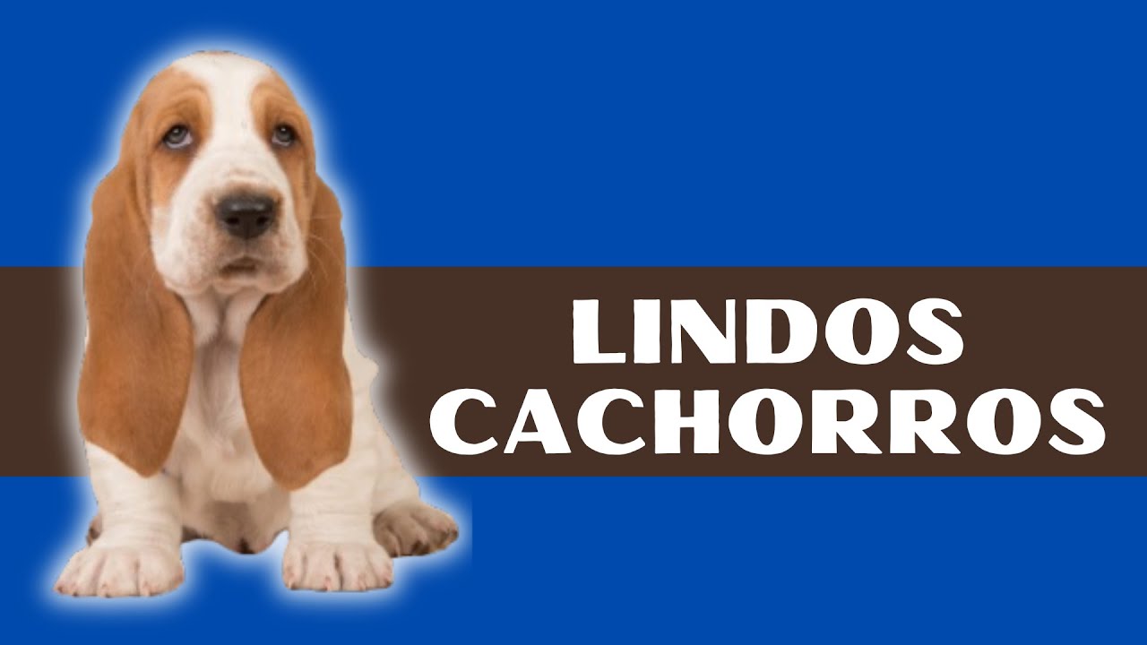 Lindos y adorables cachorros. Videos de perros cachorros. - YouTube