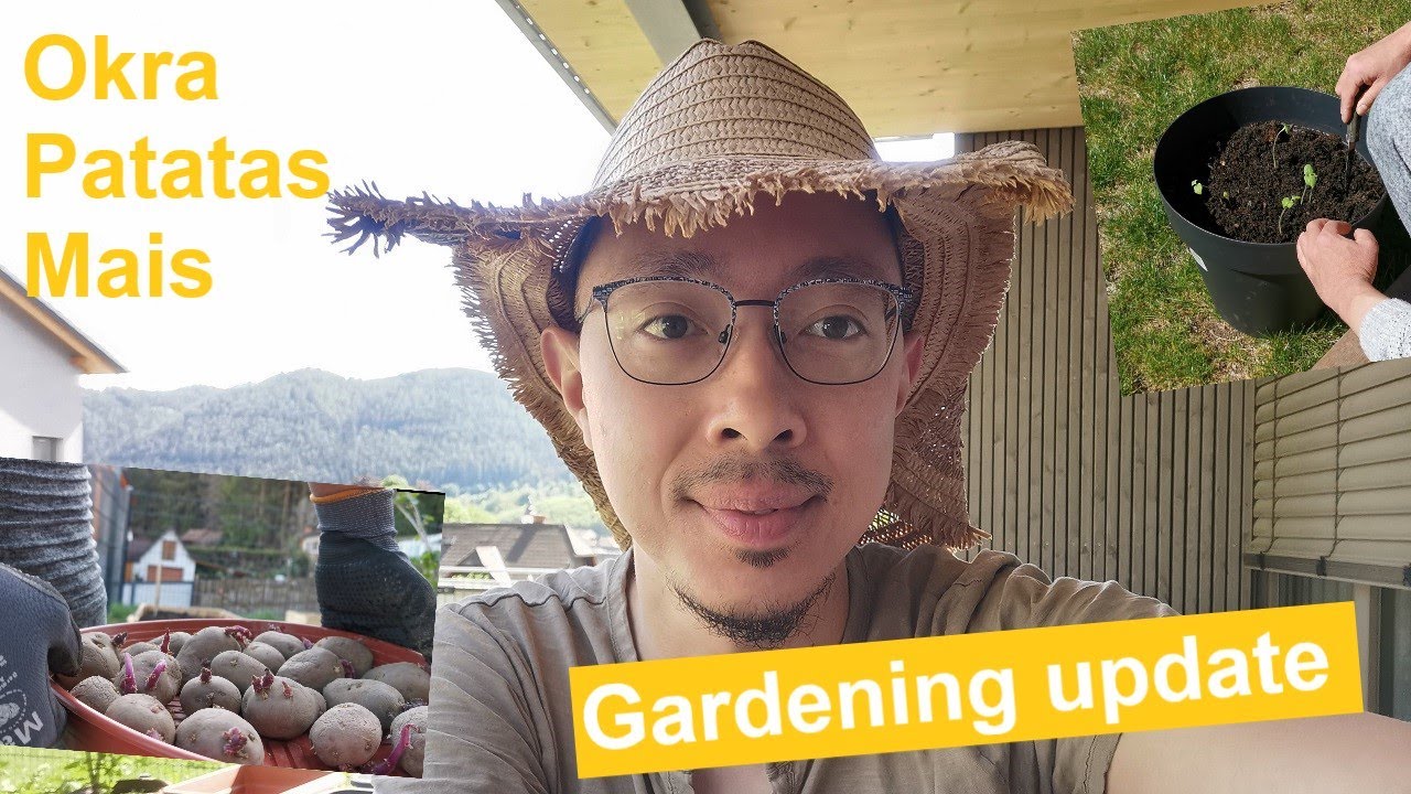 Growing Updates on Okra, Potatoes and Corn | Paglaki ng mga Halaman ...