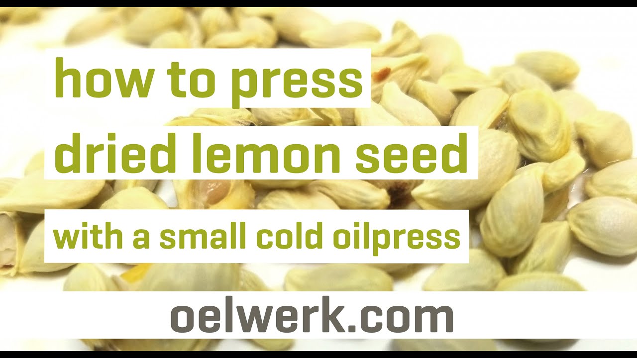 dried lemon seed oil pressing with small cold oilpress - made in ...
