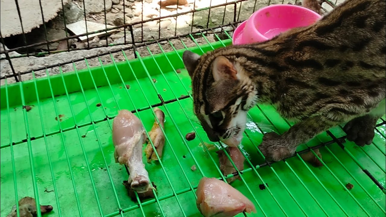 How To Fast Bobcat Sumatera/Asian Leopard Cat Eating a Minced Chicken ...