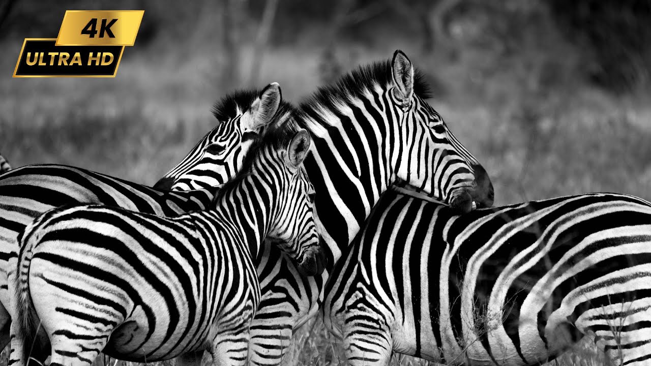 Zebra Royalty Free Videos | Amazing African Wildlife Footage | Zebra ...