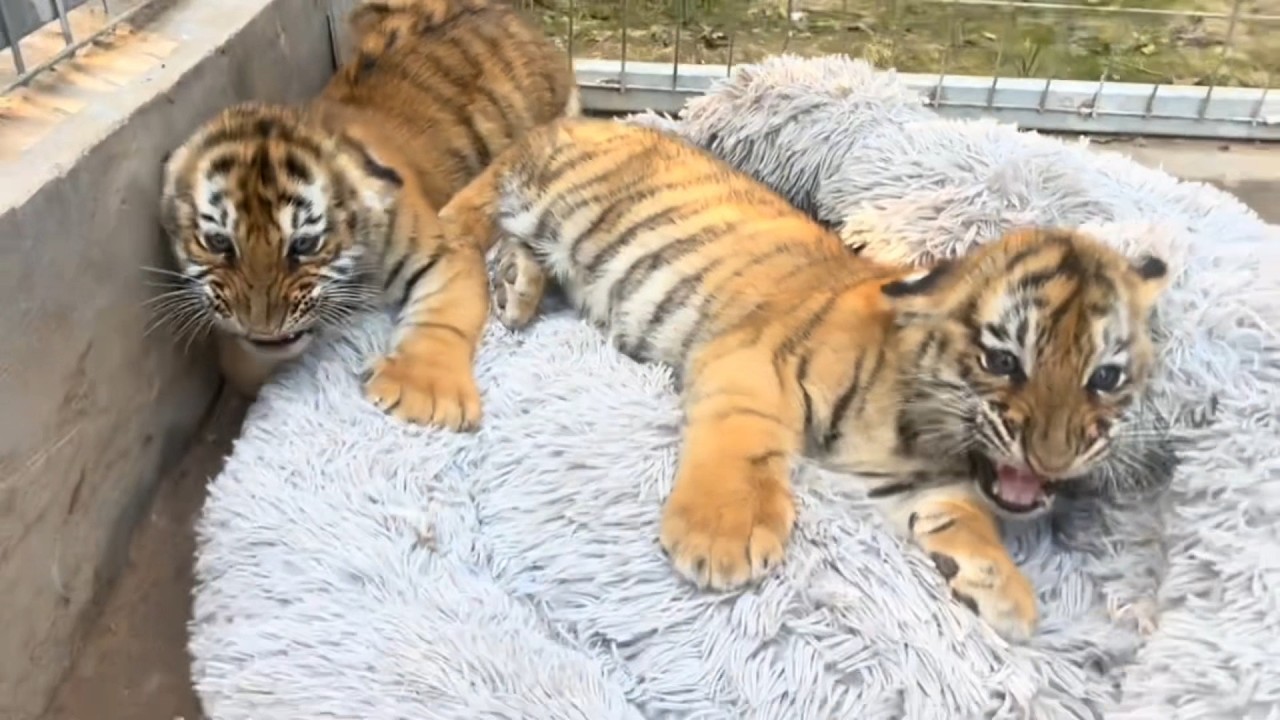 When Baby Tigers Try to Act Tough… This Is What Happens 😂🐯 - YouTube