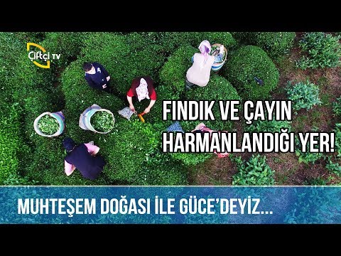 Fındık ve Çayın Harmanlandığı Yer! / Giresun -Köylü Kızı Semra