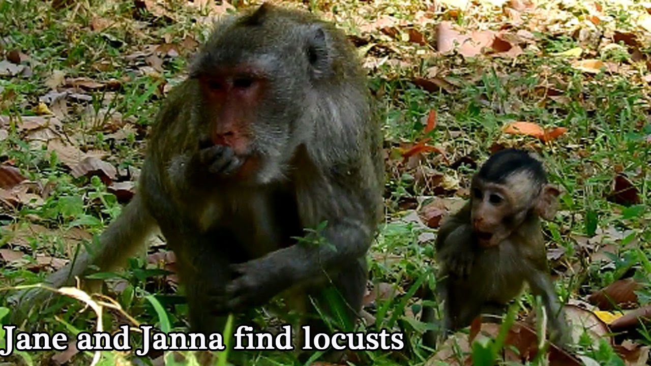 Look at activity monkey Jane and her baby Janna find locusts for eat at ...