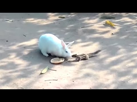 BunnySquiii...Part=01 || My rabbit and squirrel...playing || cute animal's