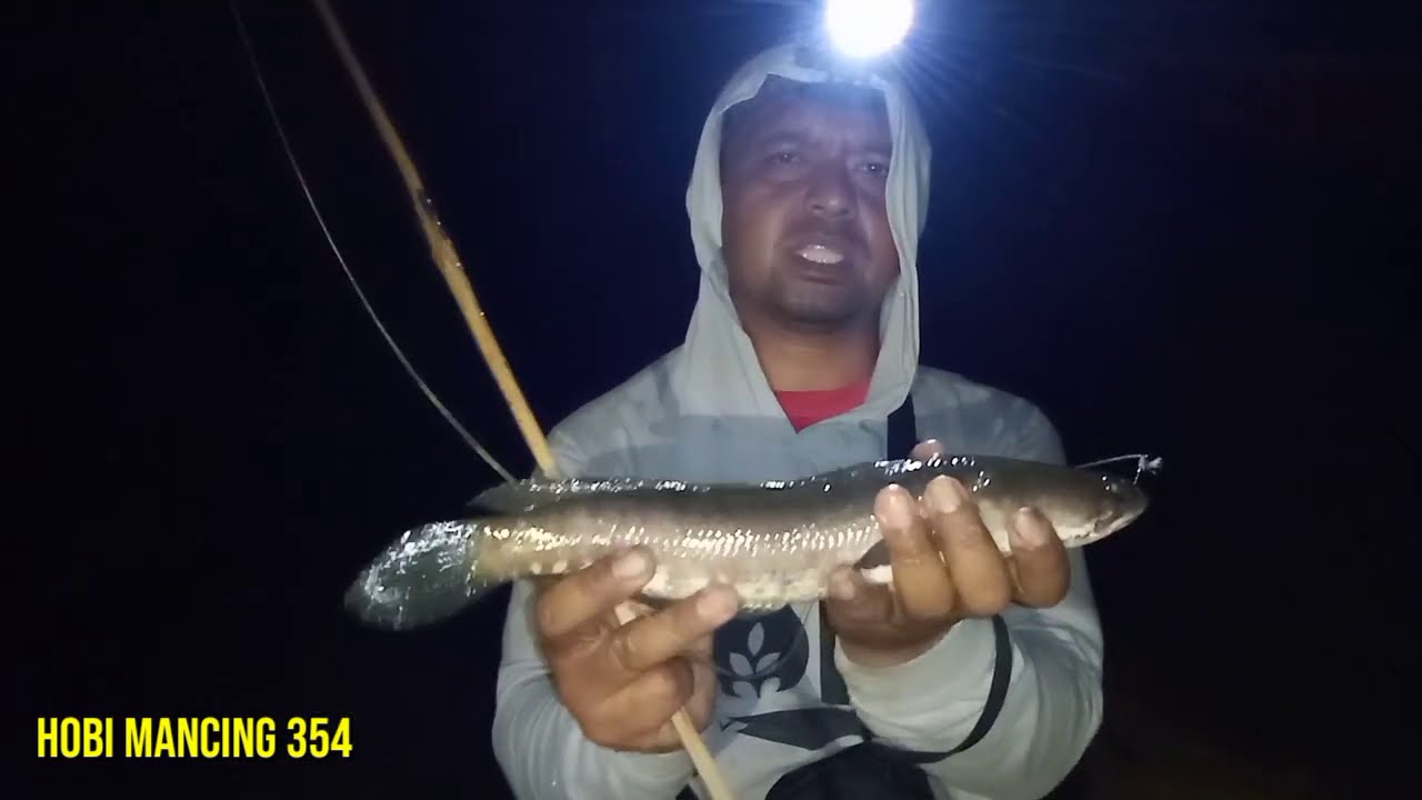 NAJUR IKAN GABUS MALAM DI KARANG AGUNG ILIR PRIMER 12 PART IV BESAR ...