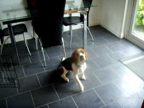 Beagle amazing tricks (Joey) - YouTube