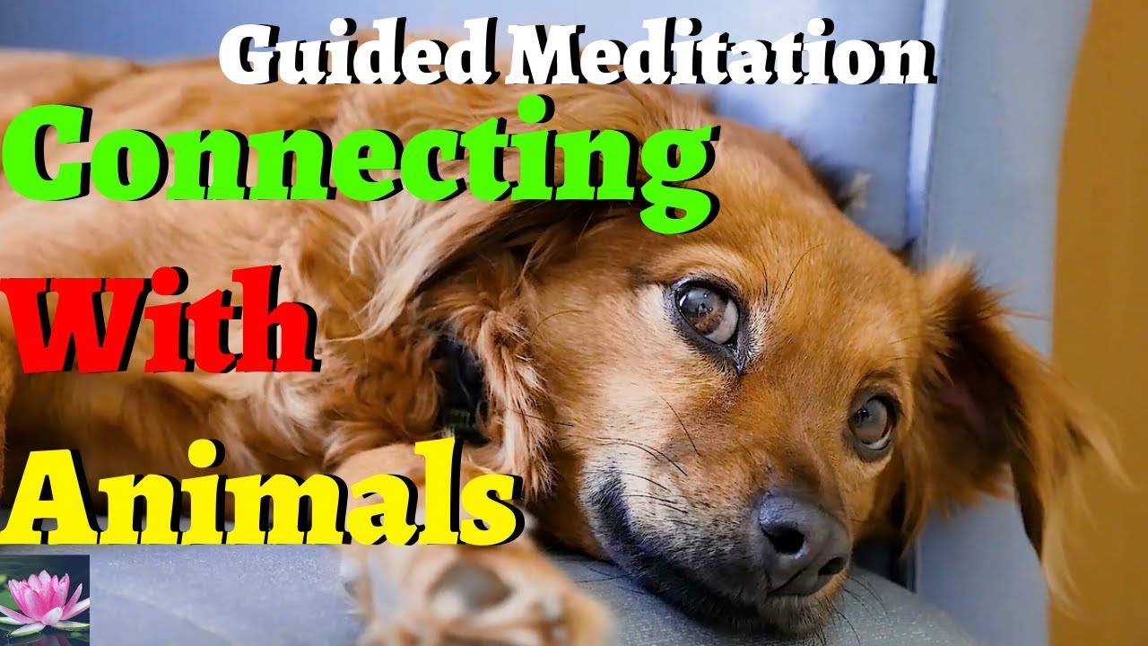 5 minutes Guided Meditation on Connecting With Animals - YouTube