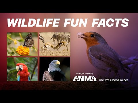Wildlife Fun facts - A Brand Identity Design Project - YouTube