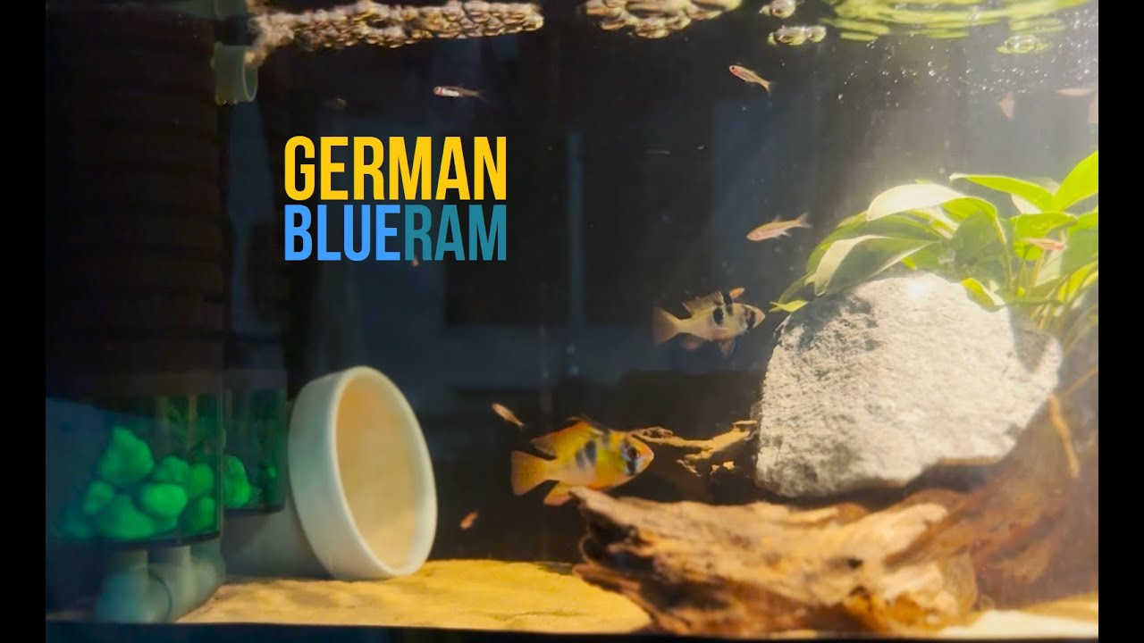 German Blue Rams - Blackwater Aquarium - Relax - YouTube