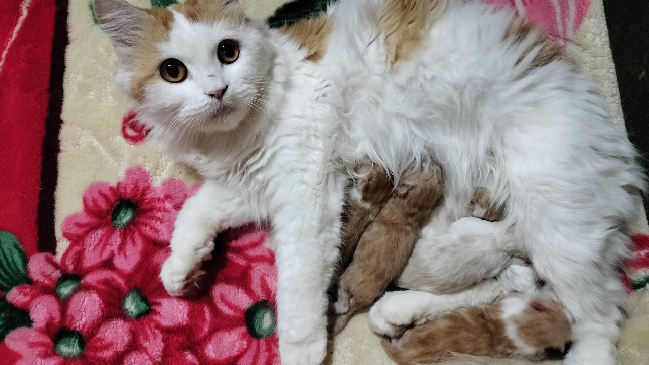 Mother cat protect her Newborn kittens meowing - YouTube