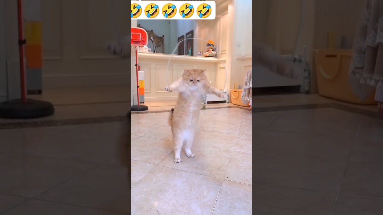 cat jump rope - YouTube