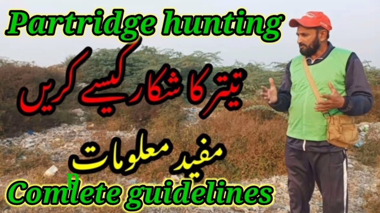 How to hunt partridge at private land||Hunting tips|part 1 - YouTube