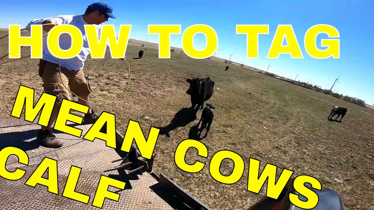 How to tag a mean cows calf - YouTube