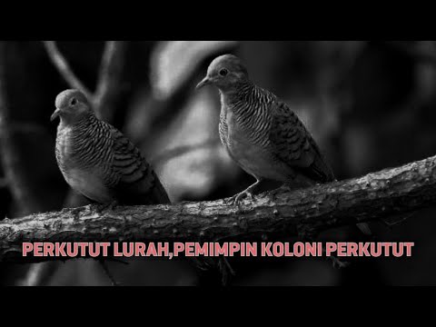 PERKUTUT LURAH sesuai pakem ASLI - YouTube