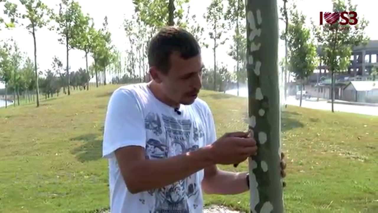 I Love S3! Cand este un copac CU ADEVARAT uscat? - YouTube