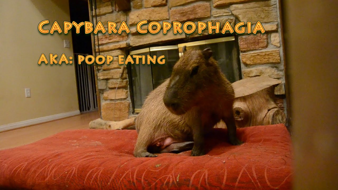 Capybara Coprophagia - YouTube